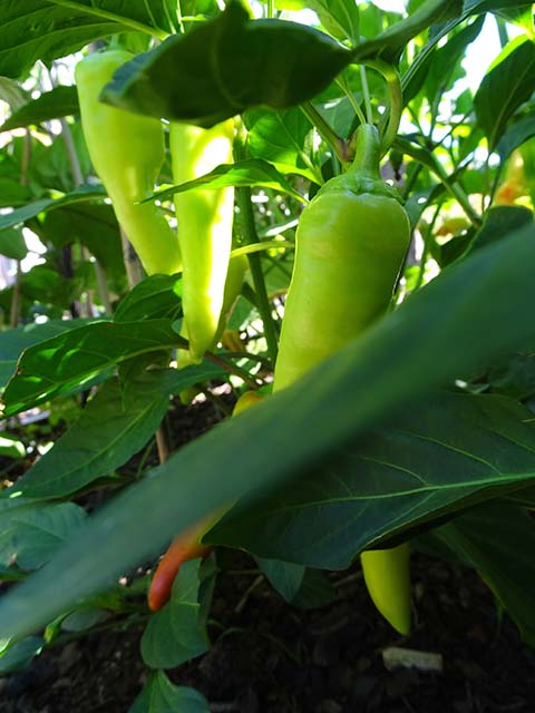 Capsicum – Long Sweet Yellow | SBA's Kitchen @ Home