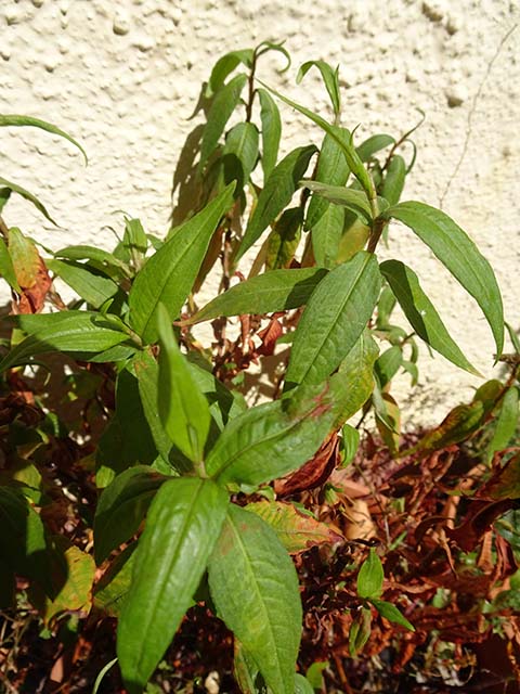 Vietnamese Mint | SBA's Kitchen @ Home