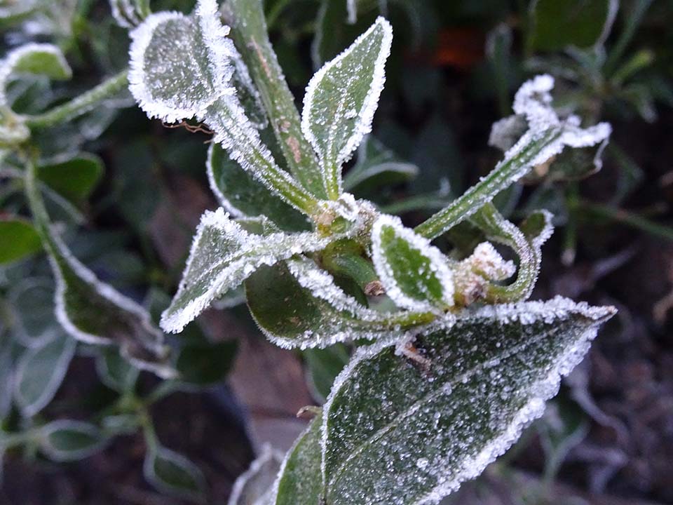 Chilli leaves | SBA's Kitchen @ Home