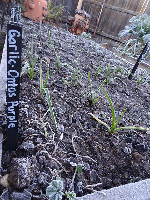 The garlic bed | SBA's Kitchen @ Home