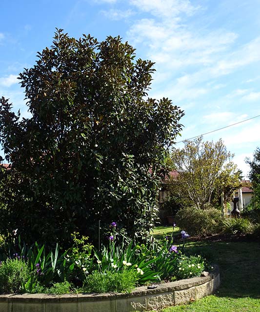 The Magnolia Bed | SBA's Kitchen @ Home