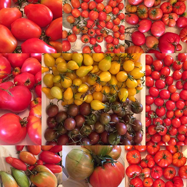Tomatoes, tomatoes, tomatoes….. | SBA's Kitchen @ Home