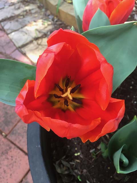 Darwin Hybrid Tulip – ‘Ad Rem’ | SBA's Kitchen @ Home