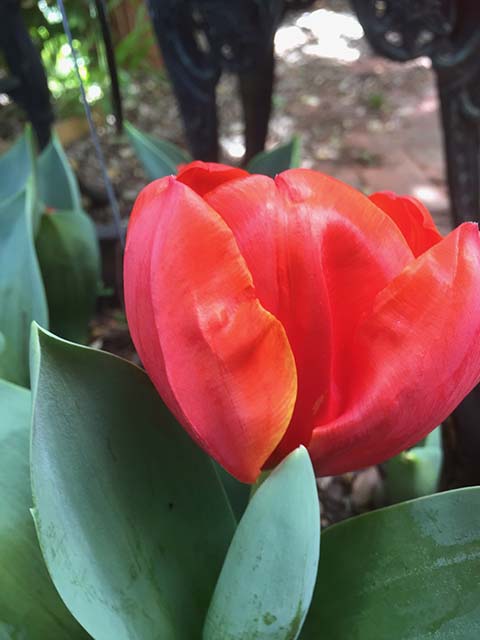 Darwin Hybrid Tulip – ‘Ad Rem’ | SBA's Kitchen @ Home