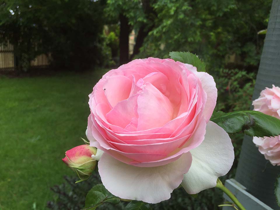 Rose – Pierre de Ronsard climbing rose | SBA's Kitchen @ Home