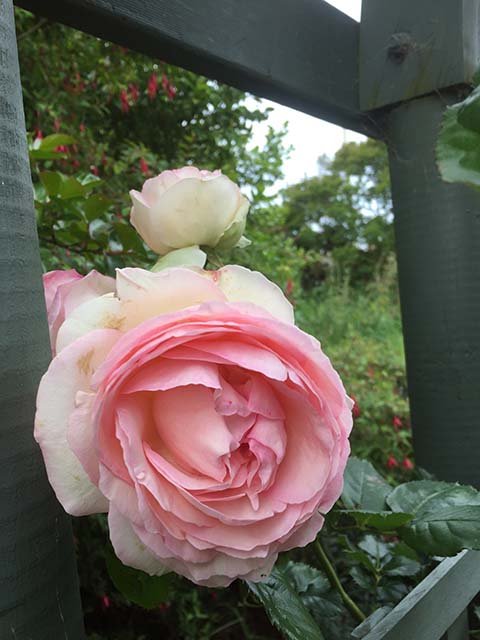 Rose – Pierre de Ronsard climbing rose | SBA's Kitchen @ Home