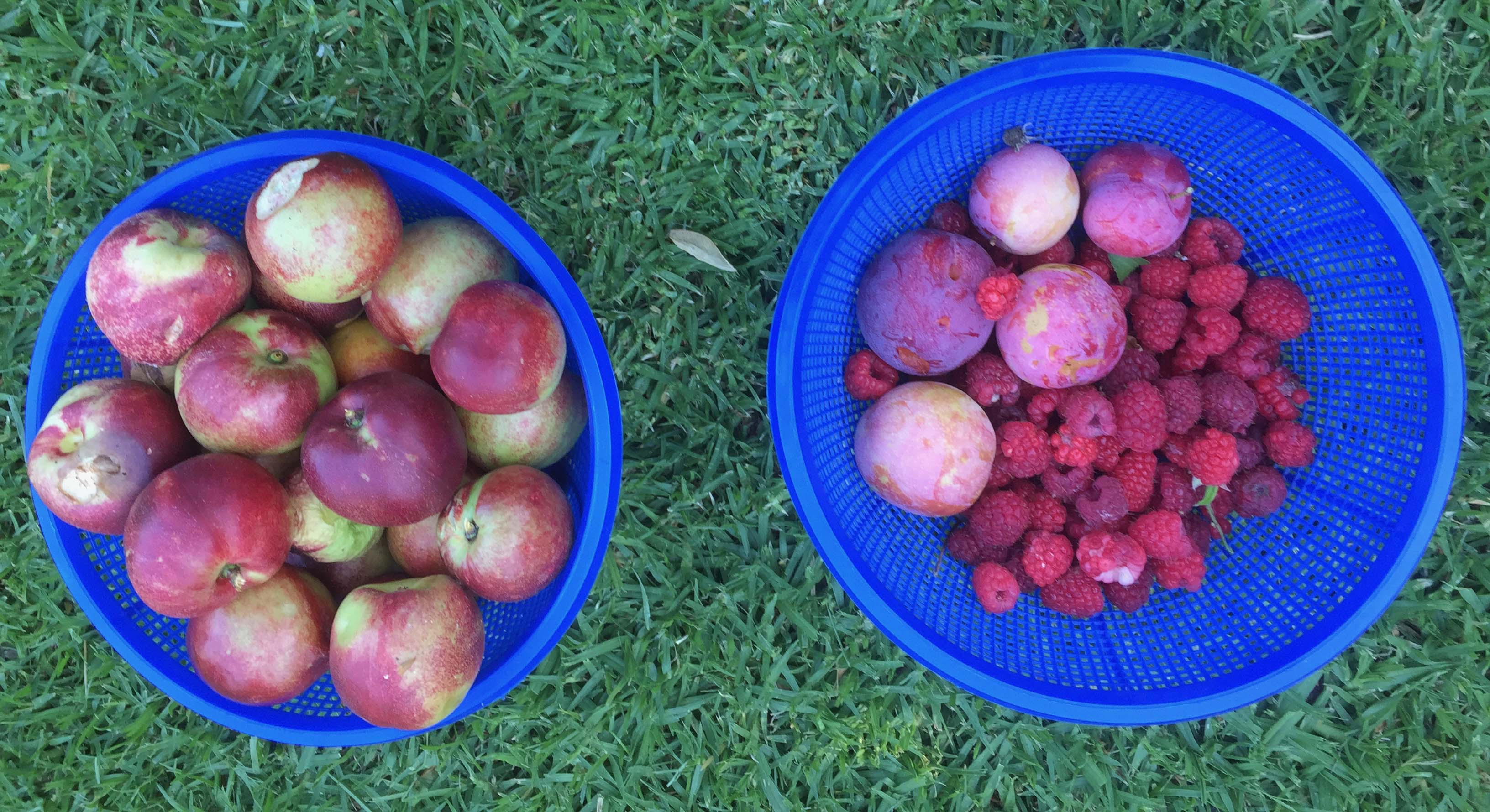 Nectarines, plums and raspberries from the garden | SBA's Kitchen @ Home
