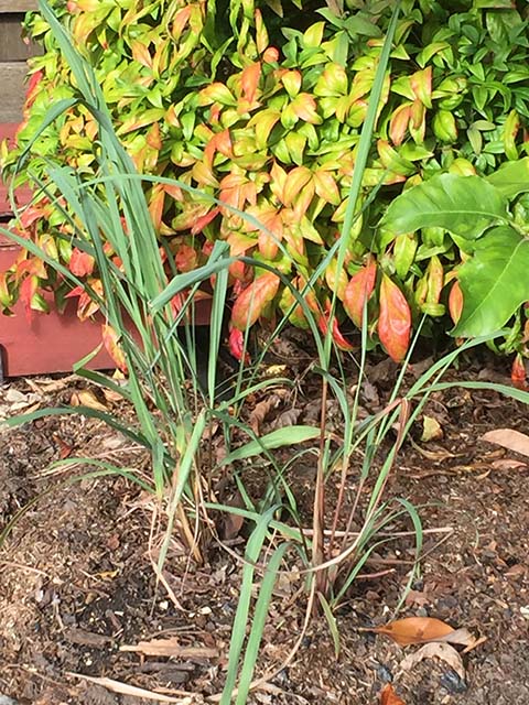 Lemon Grass planted in the citrus garden | SBA's Kitchen @ Home