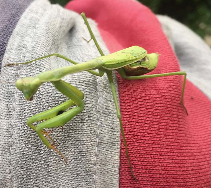 Praying Mantis | SBA's Kitchen @ Home