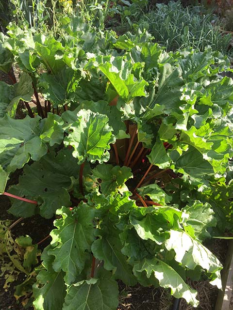 SBA's Kitchen @ Home | Food, family & friends, gardening, recipes ...