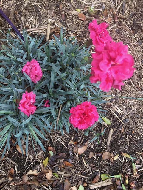Dianthus – Raspberry Sugarplum | SBA's Kitchen @ Home