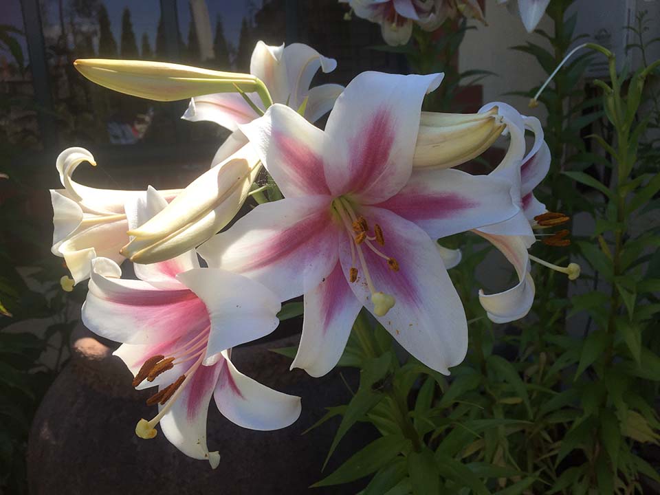 In the Garden – December 2022 | SBA's Kitchen @ Home