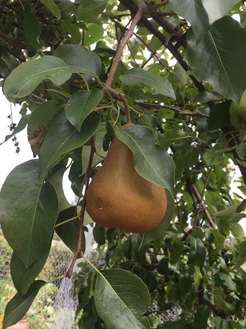 Beurre Bosc Pear | SBA's Kitchen @ Home