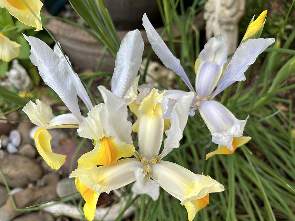 Dutch Iris Angel Wings-r | SBA's Kitchen @ Home