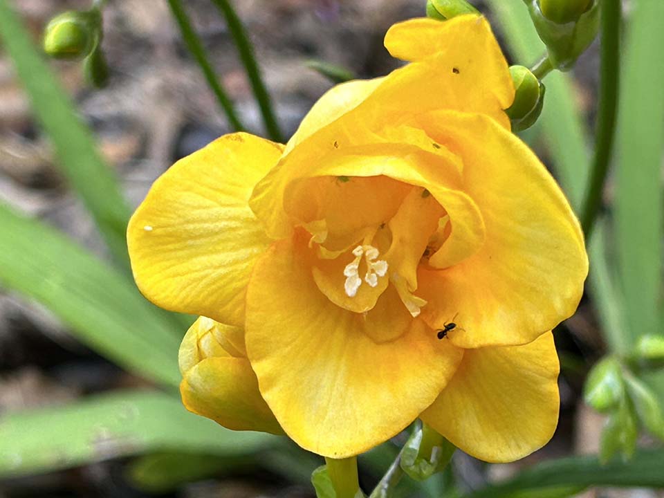 SBA's Kitchen @ Home | Food, family & friends, gardening, recipes ...