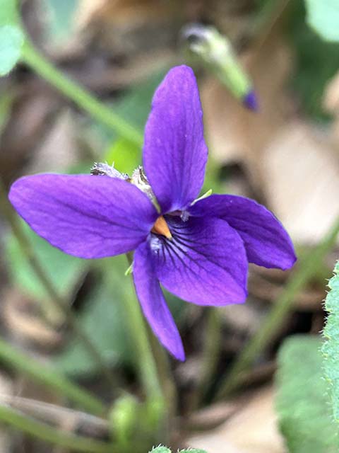 Violet in the garden-r | SBA's Kitchen @ Home
