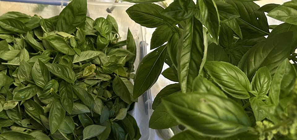 Fresh Basil-r | SBA's Kitchen @ Home