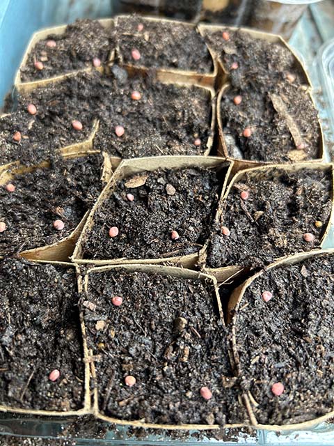 Planting Radish seeds – Radish – Pink Celebration-1-r | SBA's Kitchen ...