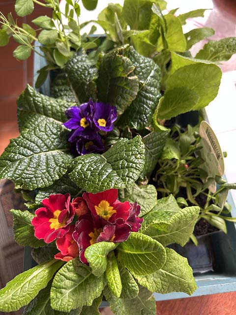Seedlings & Plants for the garden-3-r | SBA's Kitchen @ Home